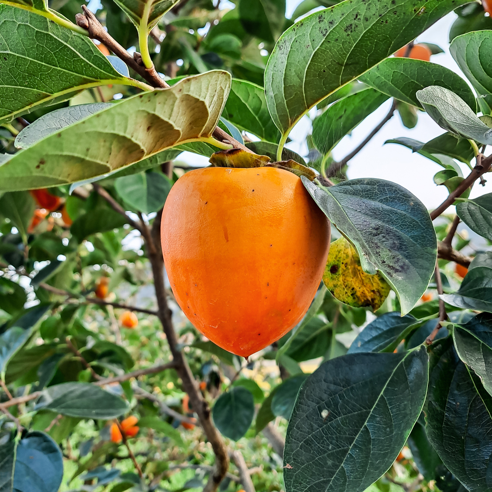 GAP 대봉감 3kg - 못생겨도 맛있다 어글리어스